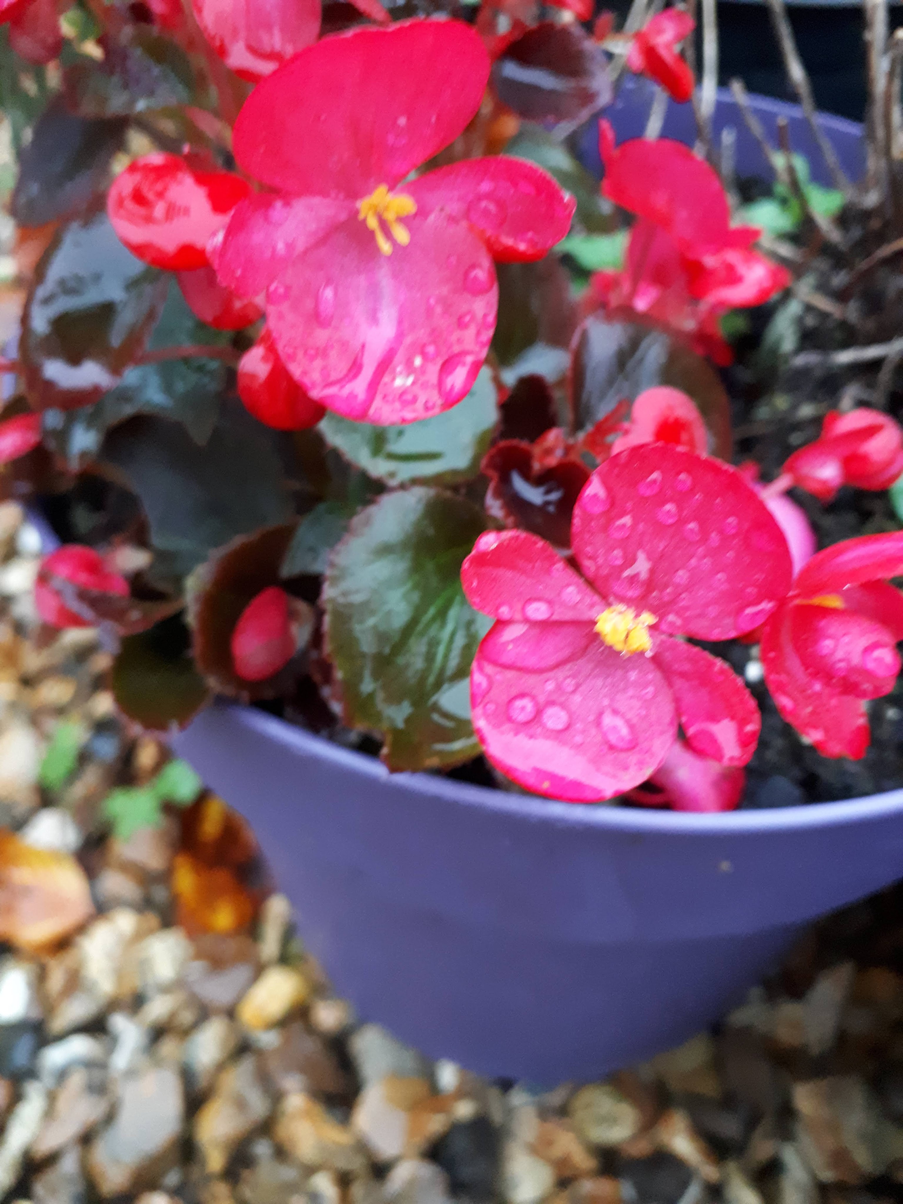 Wax Begonia and upturned plans – Doing The Plan