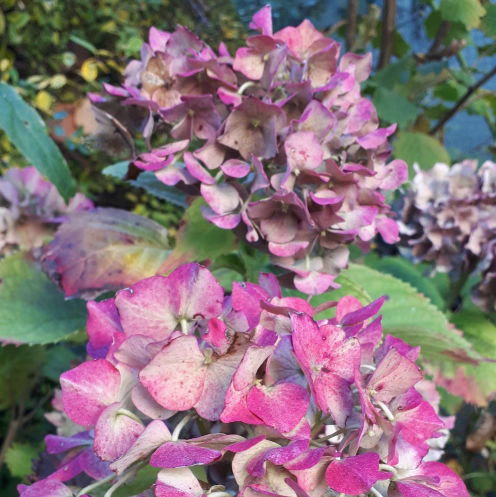 Six on Sat, 23 Nov 24, hydrangea, frost, and an owl at the lantern ...