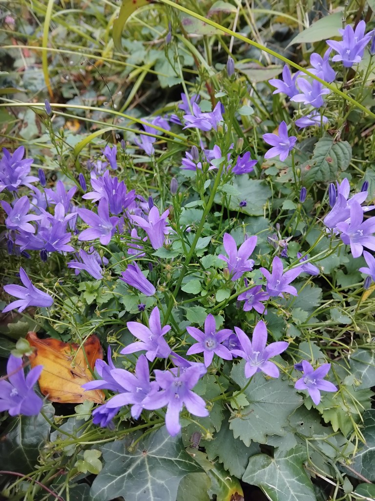 Magic seeds, Frome Tunnels, bellflower, pirouette, next year’s flowers, ladybug, – Doing The Plan