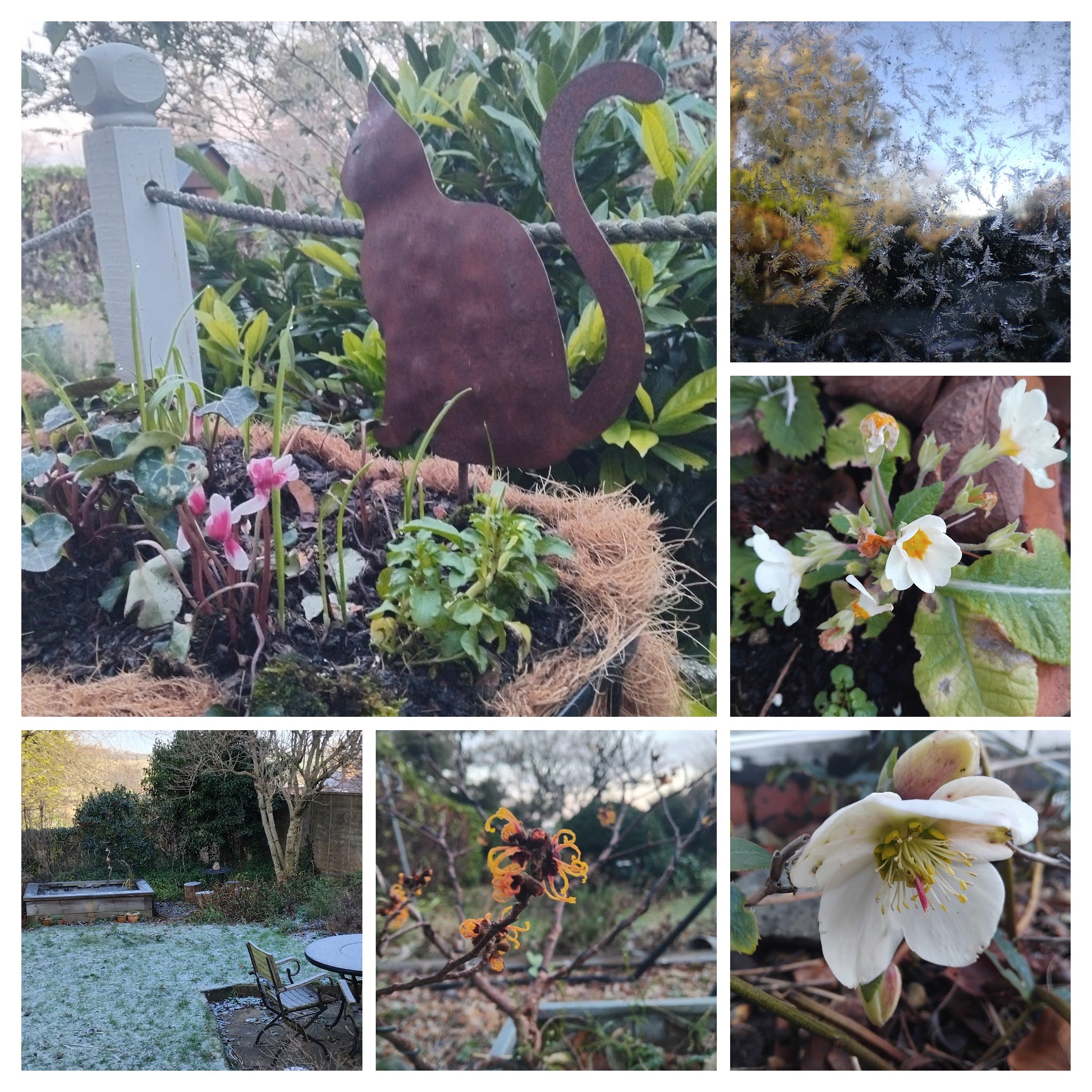 Frost ferns, witch hazel, hellebore, cyclamen, primrose, and views ...